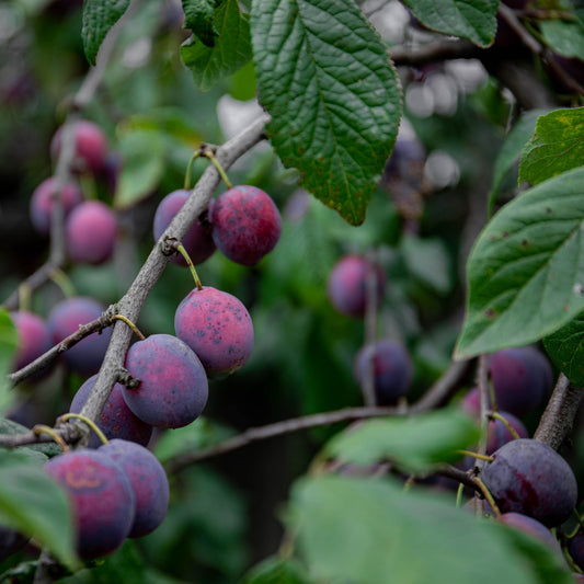 Arriving Soon – Wild Harvest Botanicals